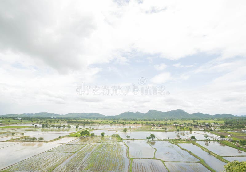 Mountains and rice fields stock image. Image of tree - 194253345