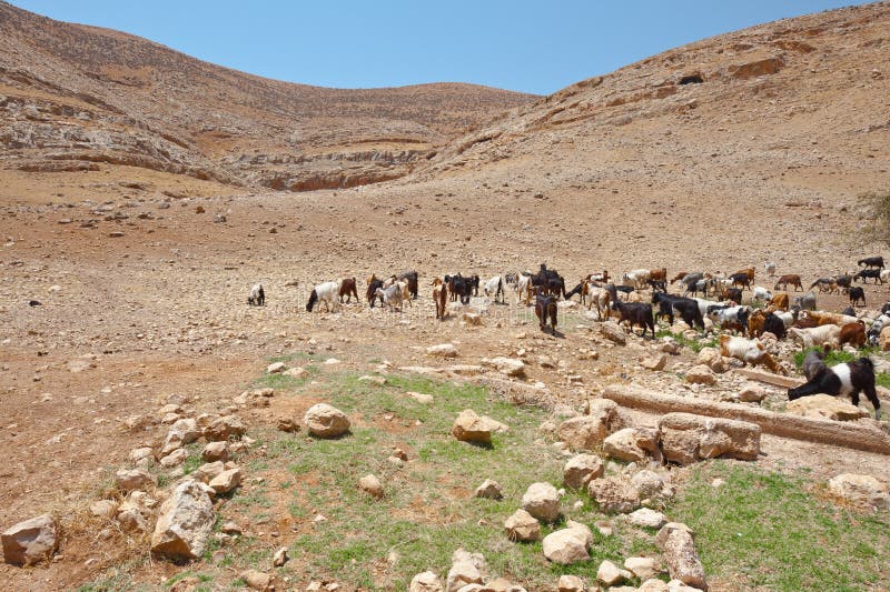 Mountains of Samaria stock photo. Image of canyon, breed - 28213584