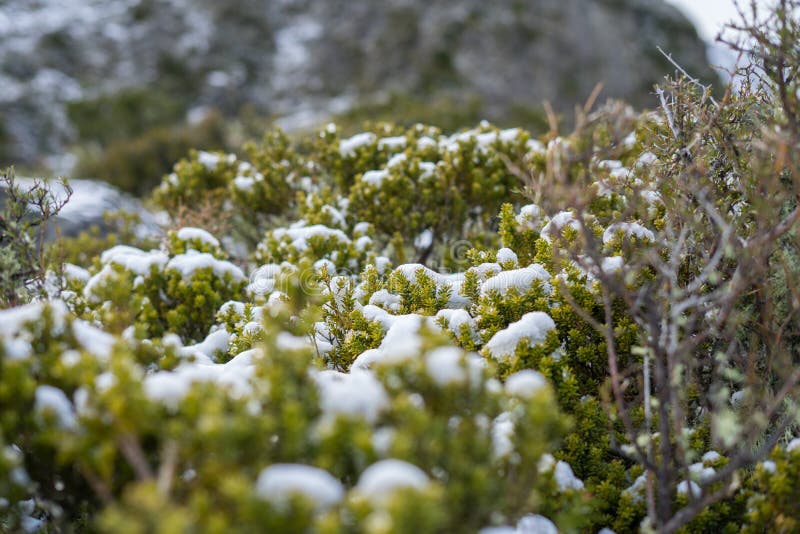 Mountains Shrub Covered by Snow.Closed Up Shot Stock Photo - Image of ...