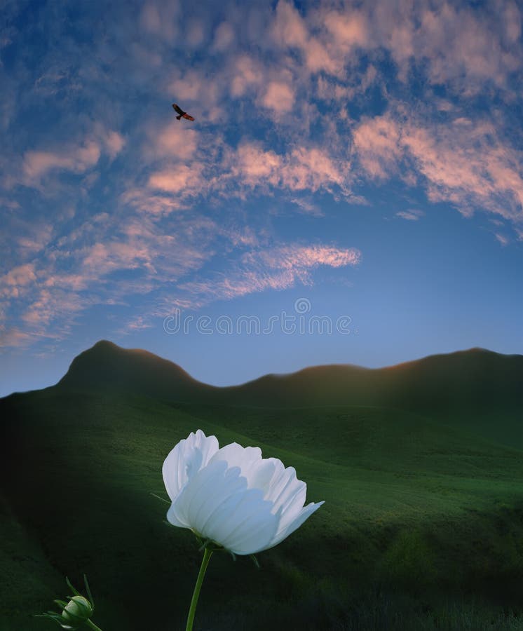 Mountains sunset flower stock photo. Image of evening - 53967838