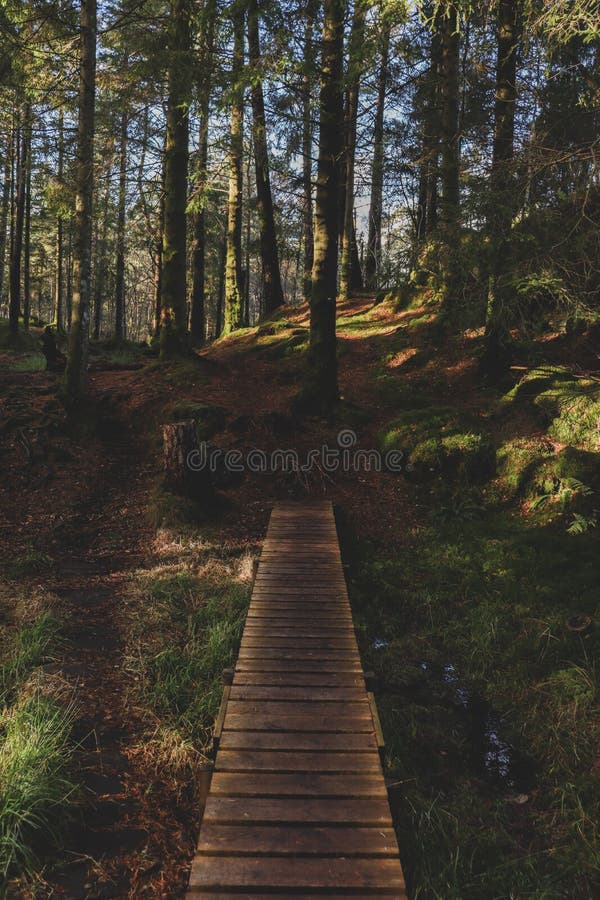 Wooden path in the forest stock image. Image of branch - 236170145