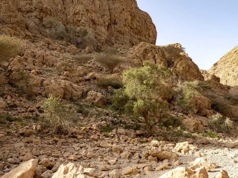 In the Mountains There are Wide Dry Wadi in Summer. Oman Stock Image ...