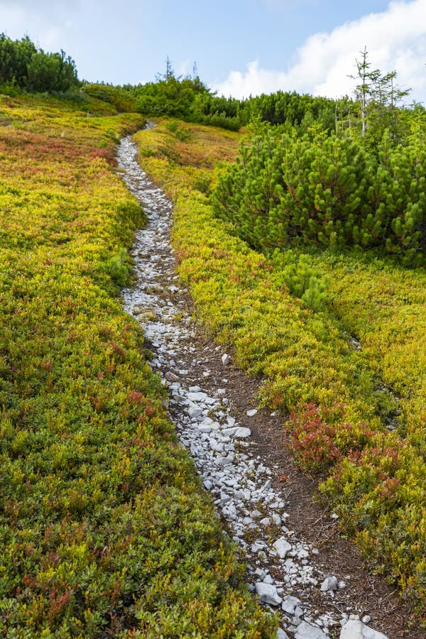 Stone Pathway in Green Forest in Mountains Stock Image - Image of ...