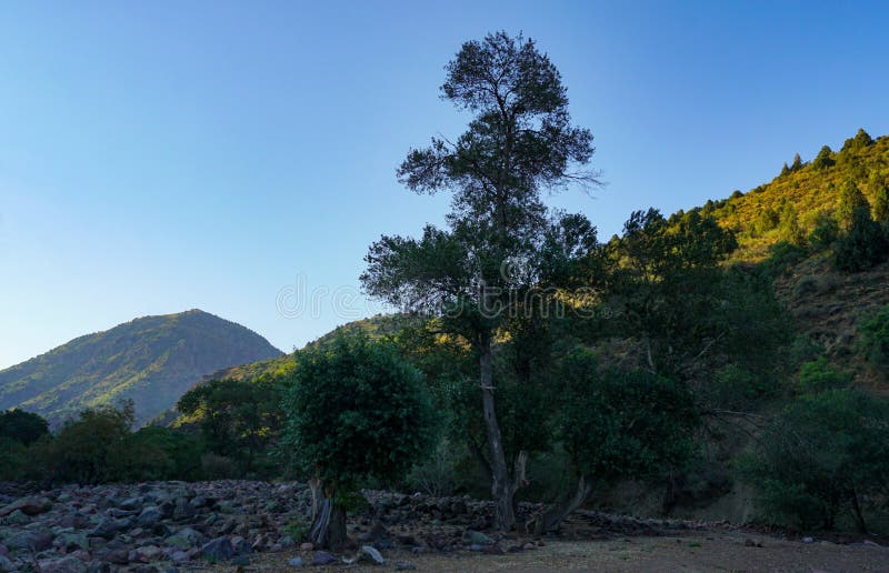 The Mountains are Trees and the Sky is Blue Stock Image - Image of ...