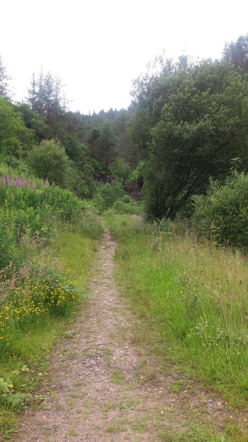 Natures hidden pathways stock image. Image of natures - 105768215