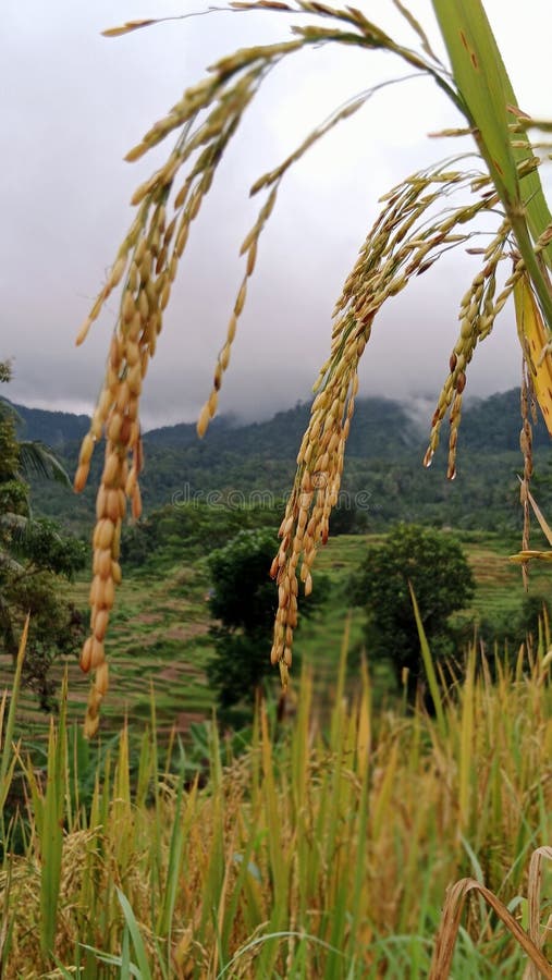 Mountainsrice Fields and Mountains Stock Image - Image of beautiful ...