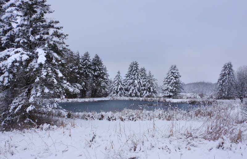 Mountaintop Field, Pines and Pond Covered in Snow after Storm Stock ...