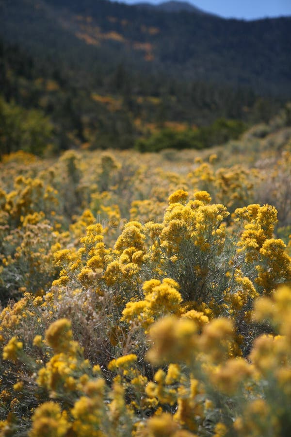 Wildflower Meadow stock image. Image of gorge, trees, beautiful - 2601769