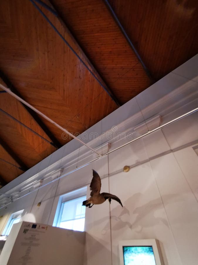 A Mounted Bird Display in a Museum Featuring a Soaring Posture Beneath ...
