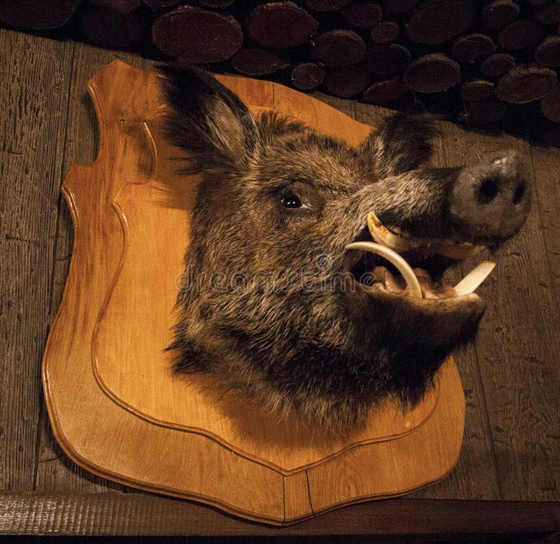Mounted Boar Head stock photo. Image of bristle, hunted - 4024008