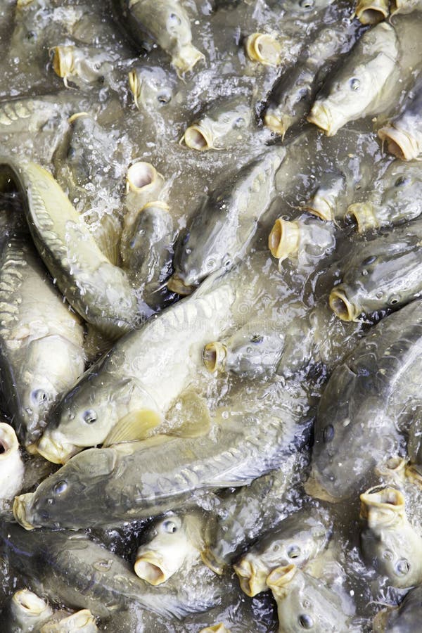 Mounted carp stock image. Image of aquarium, fishes, carps - 60822659