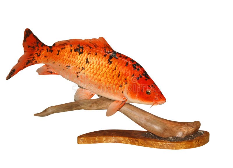 Mounted Koi Carp stock photo. Image of scale, clpping - 11250038