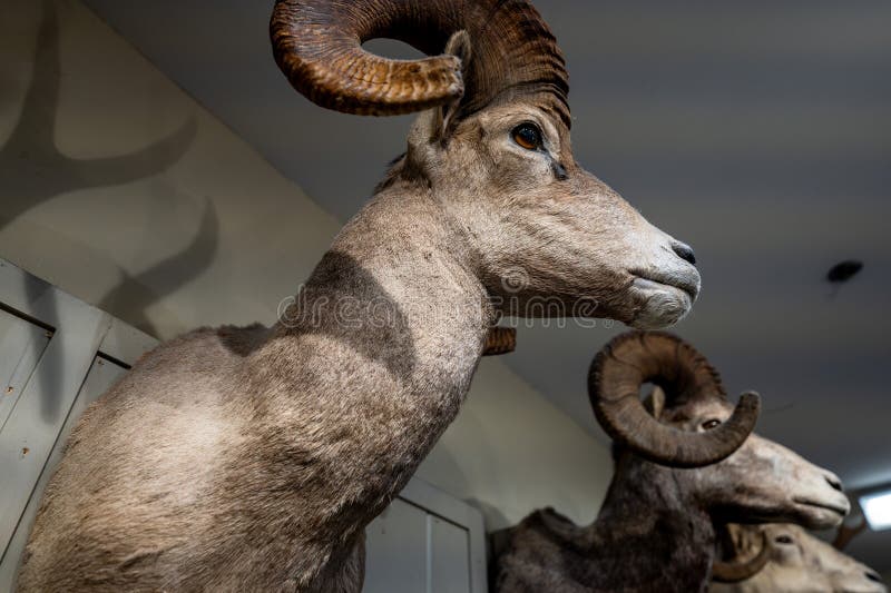 Mounted Taxidermy Head of a Mountain Goat Stock Image - Image of white ...