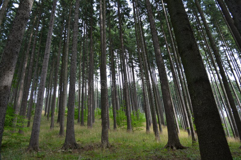 Mountin forest in August stock image. Image of conifers - 44102293