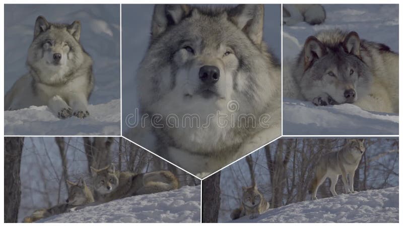 Mounting. Rest of the Gray Wolf Pack in Winter Stock Footage - Video of ...
