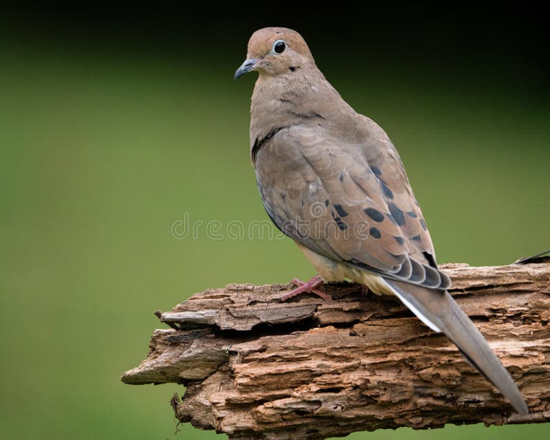 Mouring Dove stock image. Image of rocks, north, perched - 257138903