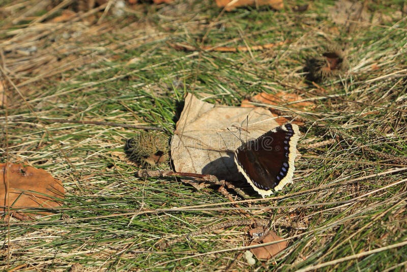 Mourning cloak buttefly stock photo. Image of spring - 204699052