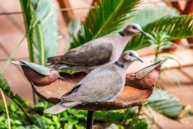 Mourning Collared Dove Couple Sitting on Bird Bath Stock Image - Image ...