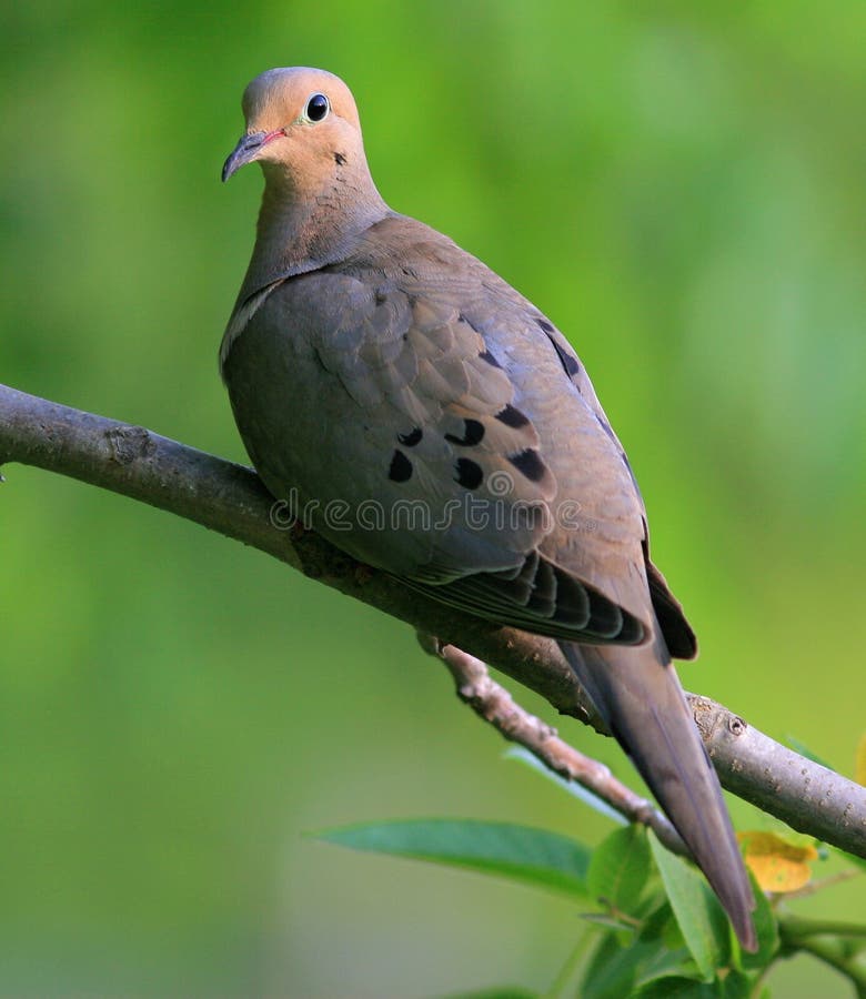 Dove sitting on fence stock image. Image of columbidae - 7861823