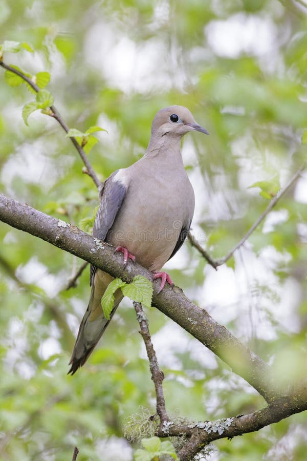 Mourning dove bird stock image. Image of canada, bird - 280711753