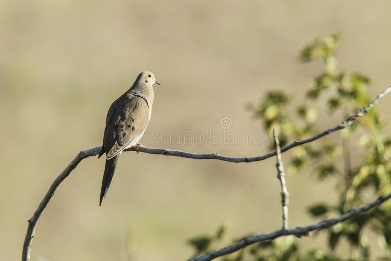 Mourning dove on branch. stock image. Image of feather - 41875081