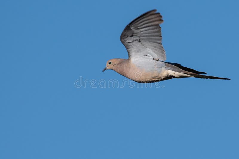Mourning Dove Flying Mourning Dove Flight In Backyard Habitat Stock