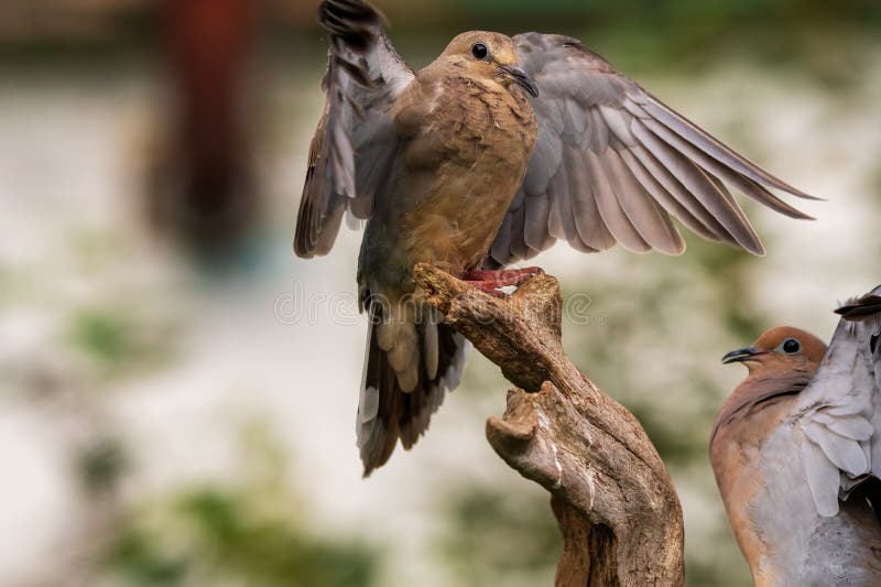 Mourning Dove Flying To Perch in Summer Stock Image - Image of perch ...