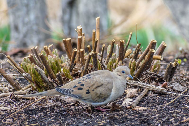 Mourning Dove on Ground in Spring Stock Image - Image of focus, blue ...