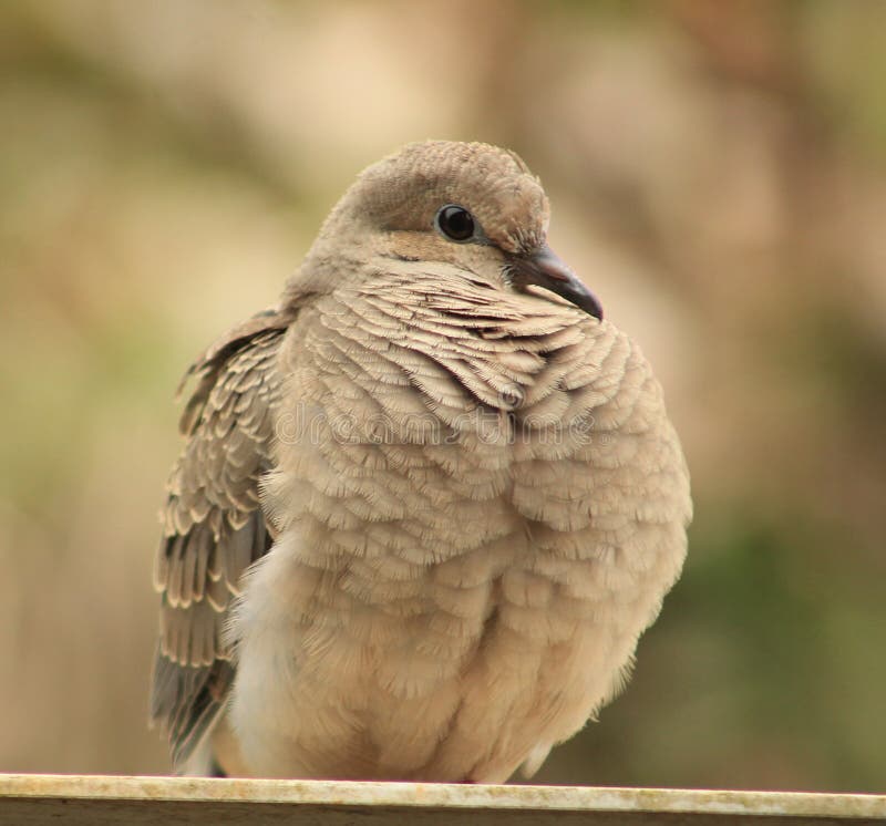 Mourning Dove stock photo. Image of white, wings, throated - 53486562