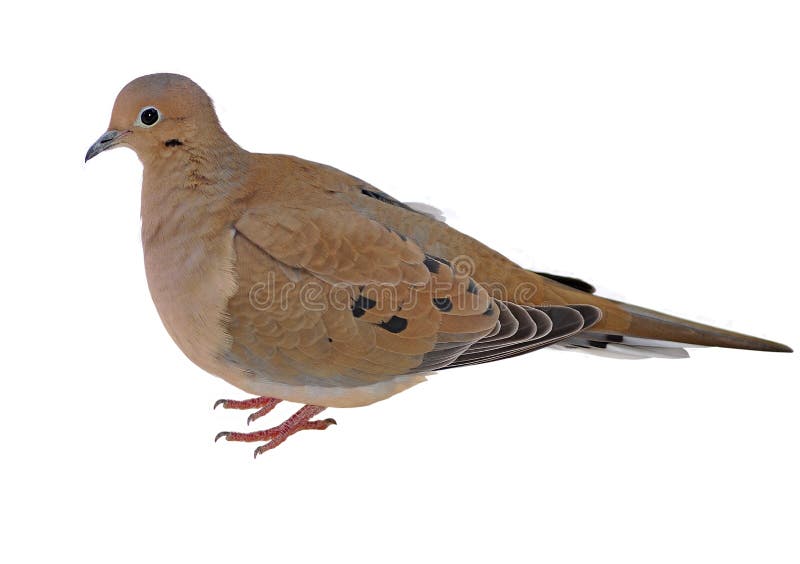 Mourning Dove isolated stock image. Image of dove, rain - 37059769