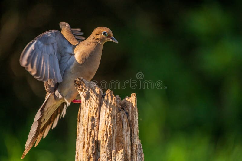 Mourning Dove Landing of on a Post Stock Photo - Image of wildlife ...