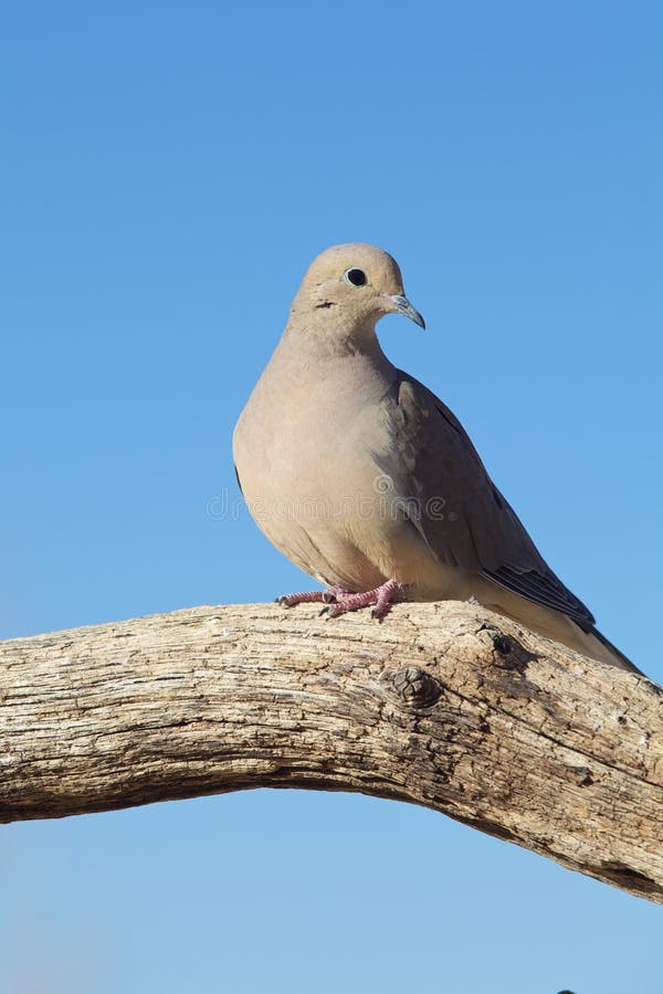 Mourning Dove on Log stock image. Image of wild, migratory - 29678183