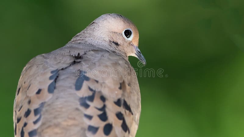 Mourning Dove Looking Over Its Shoulder while Resting on a Tree Branch ...