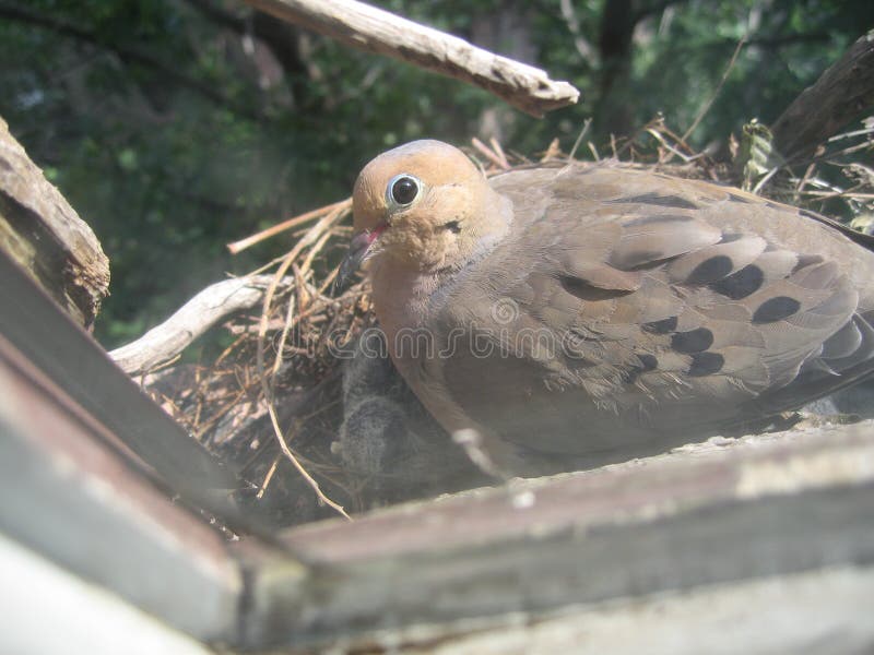 Nesting Mourning Dove stock image. Image of young, mourning - 15164291