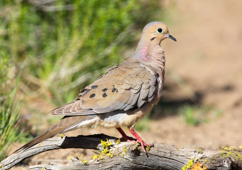 Mourning Dove Oregon Us Stock Photos - Free & Royalty-Free Stock Photos ...