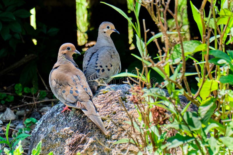 Mourning dove pair stock image. Image of mourning, forest - 222418009