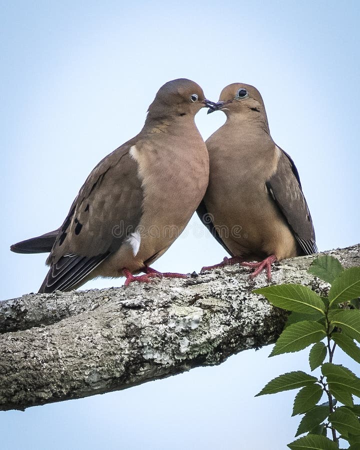 Mourning Dove Pair Interacting Affectionately Stock Image - Image of ...