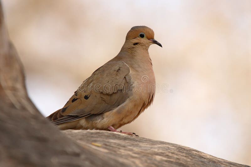 Mourning Dove on Perch stock image. Image of animal, spring - 41570577
