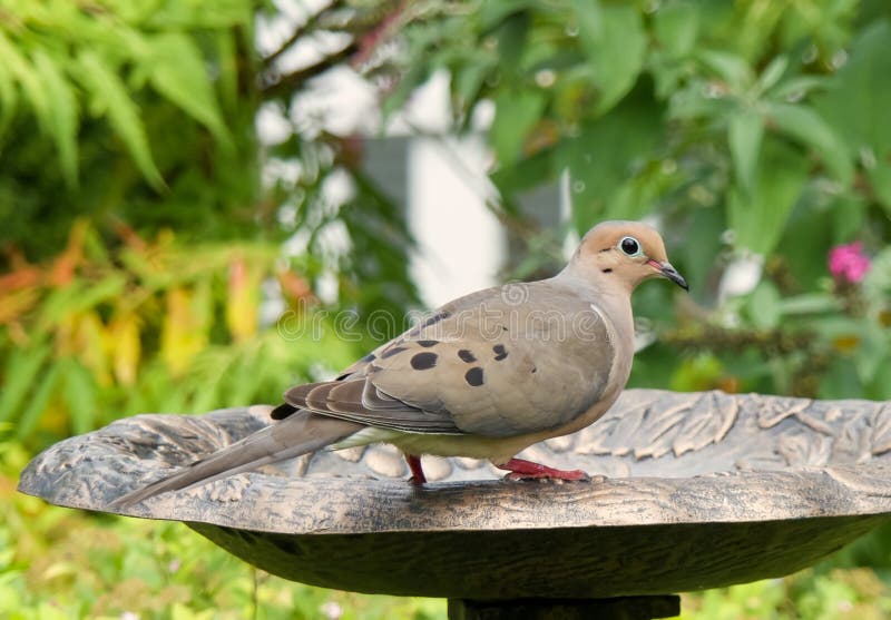 Mourning Dove Perched on Decorative Bird Bath Stock Photo - Image of ...