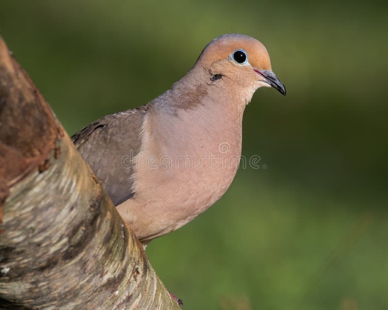 Mourning Dove Perched on a Fallen Tree Stock Photo - Image of hunting ...