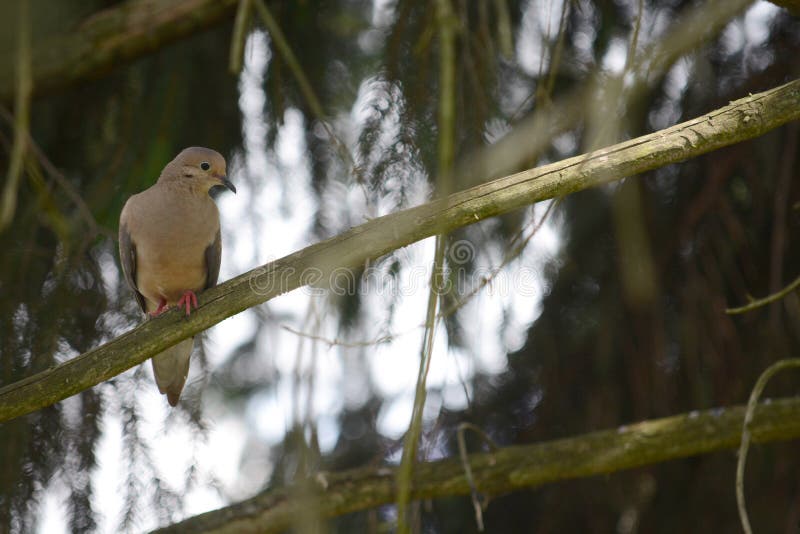Mourning dove stock photo. Image of perched, limb, bird - 94642792