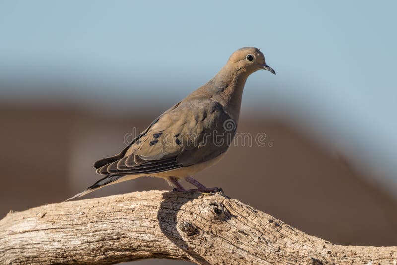 Mourning Dove on Branch stock photo. Image of hunt, forest - 8968226