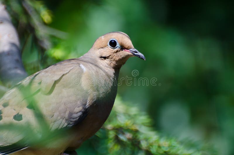 Mourning Dove Perched in a Tree Stock Photo - Image of wildlife, green ...
