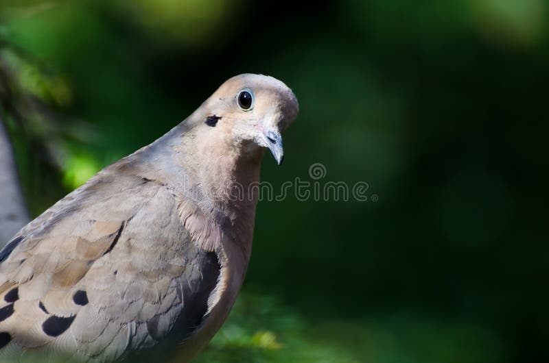 Mourning Dove Profile stock image. Image of wild, sitting - 32905321
