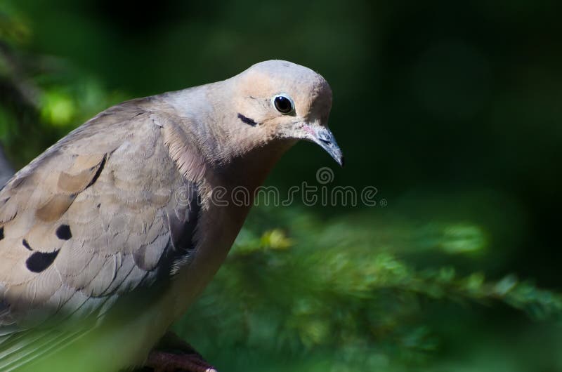 Mourning Dove Profile stock photo. Image of pink, nature - 34793788
