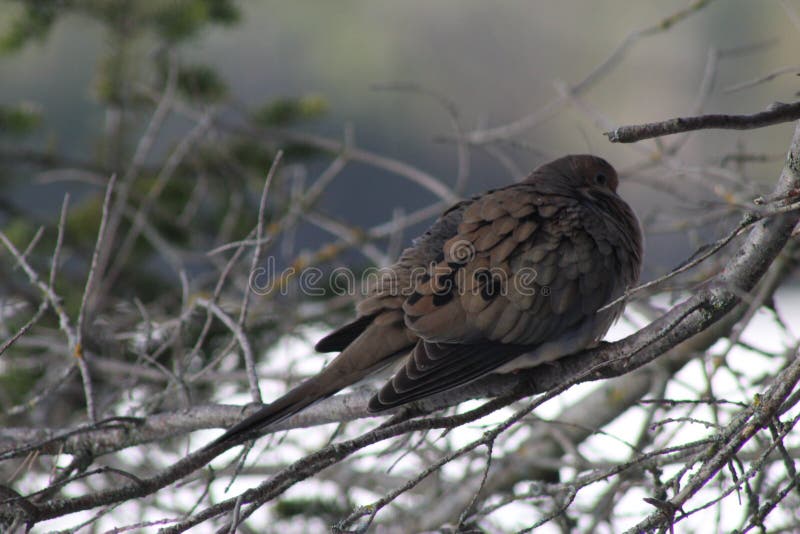 Mourning dove stock photo. Image of dove, bird, falcon - 208802914