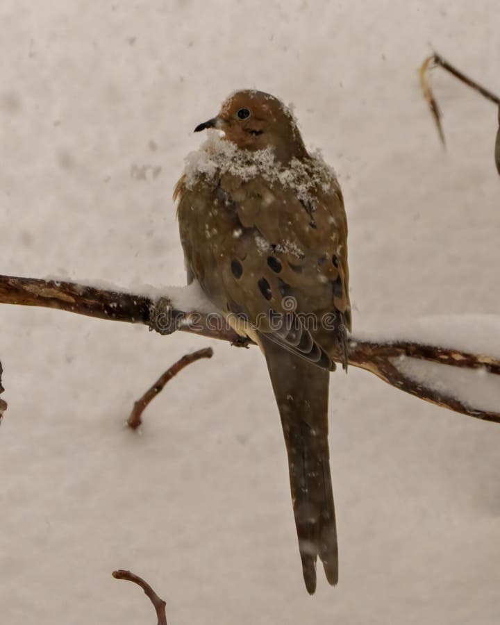 510 White Background Mourning Dove Stock Photos - Free & Royalty-Free ...