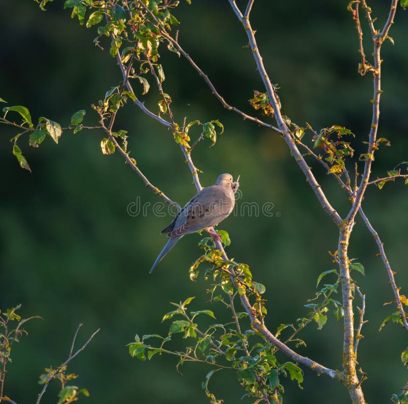 Mourning Dove Resting in Forest Stock Photo - Image of juvenile, doves ...