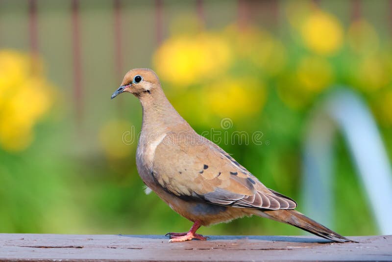 Mourning dove in Spring stock photo. Image of animal - 222417978