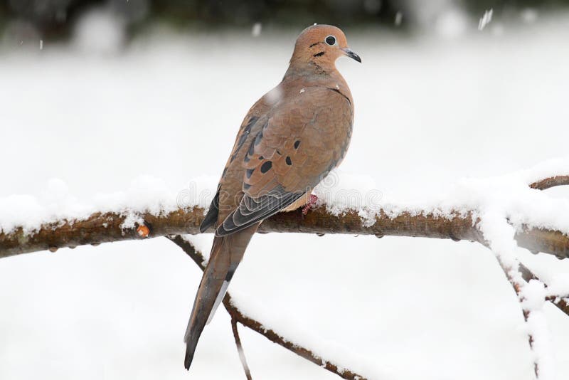 Two Turtle Doves stock image. Image of cozy, storm, bird - 210029671